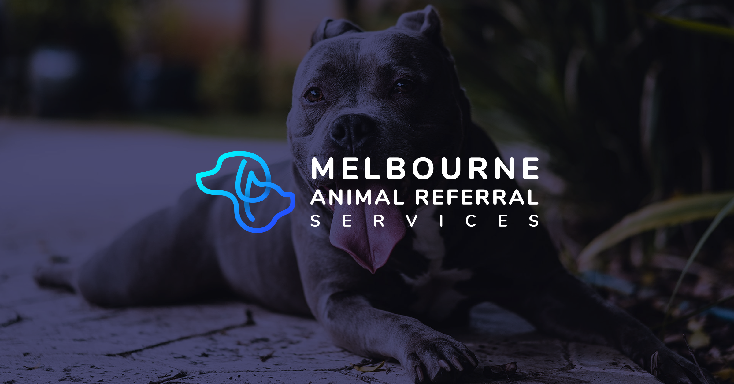 Explore Our Melbourne Veterinary Referral Hospital